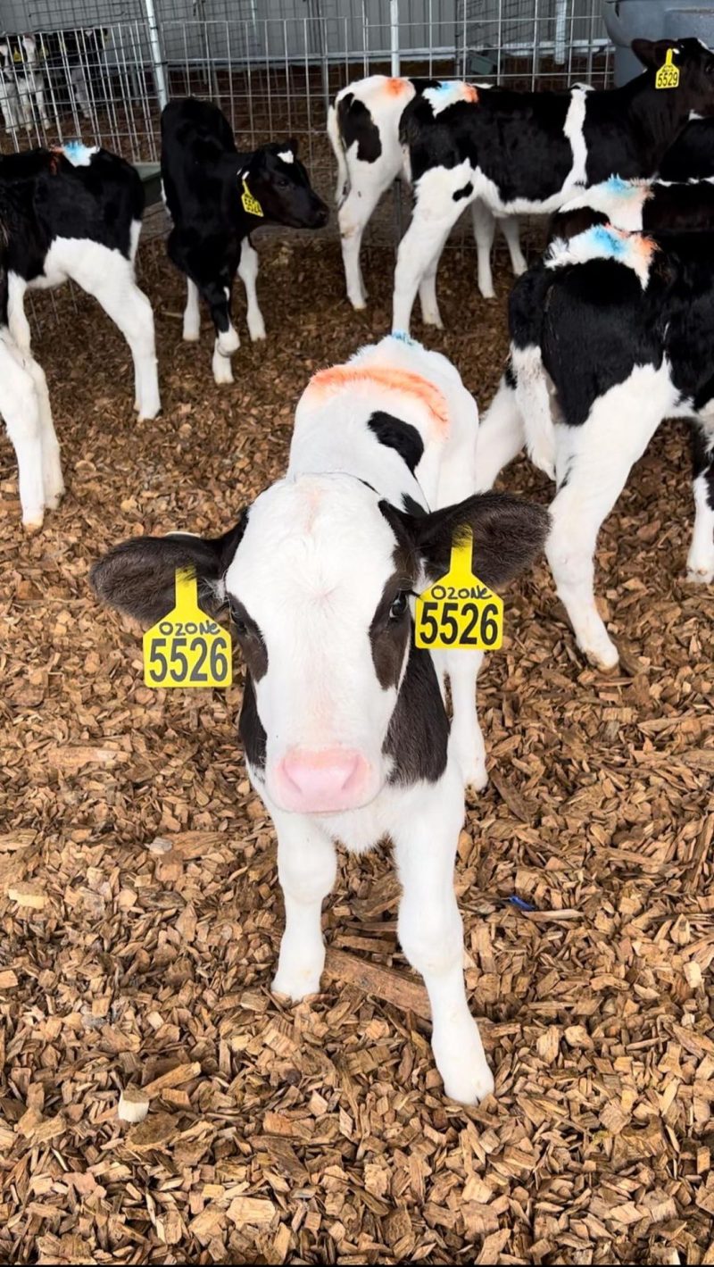 Calf Rearing Series – Terragen