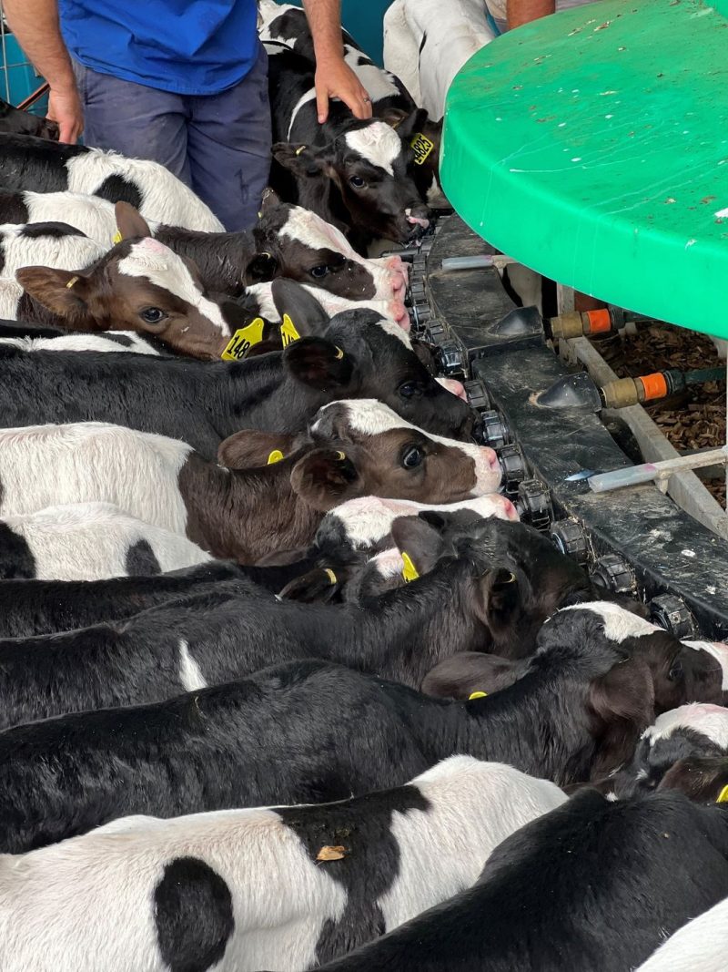 Calf Rearing Series – Terragen