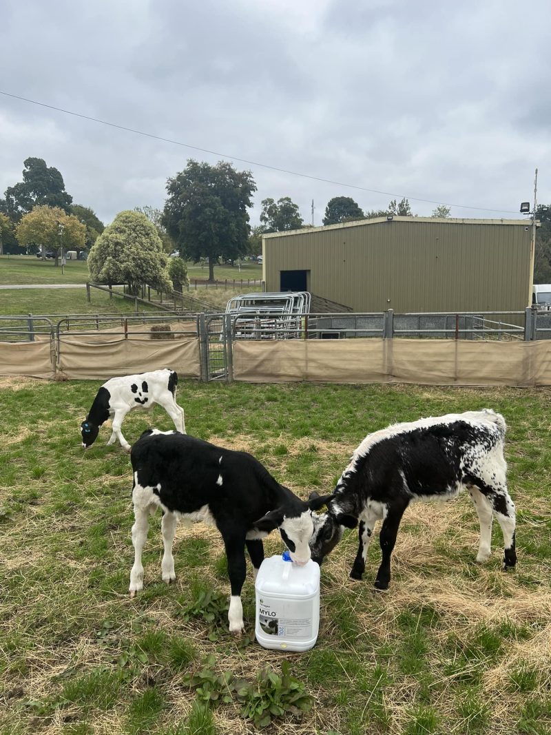 Calf Rearing Series – Terragen