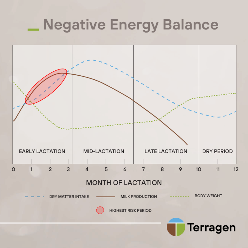 Lactation Curve – Terragen